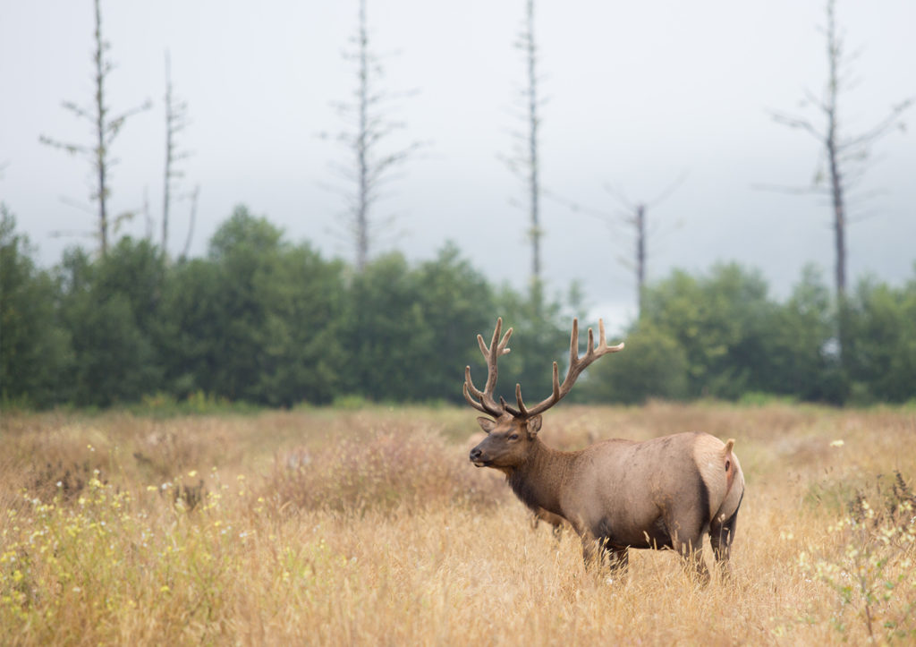 Czech Hunting – Farma Doupov